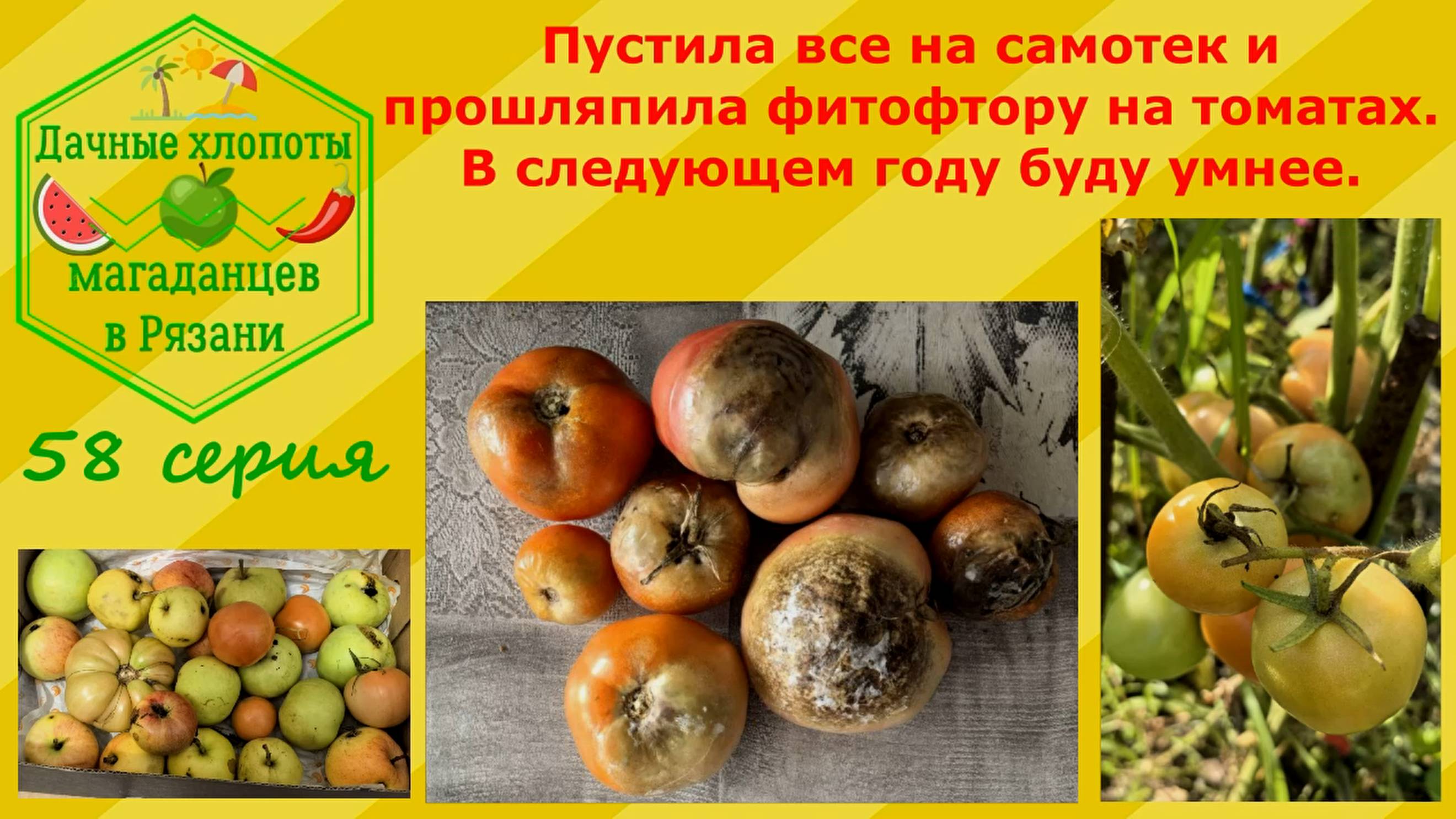 Пустила все на самотек и прошляпила фитофтору на томатах. В следующем году буду умнее