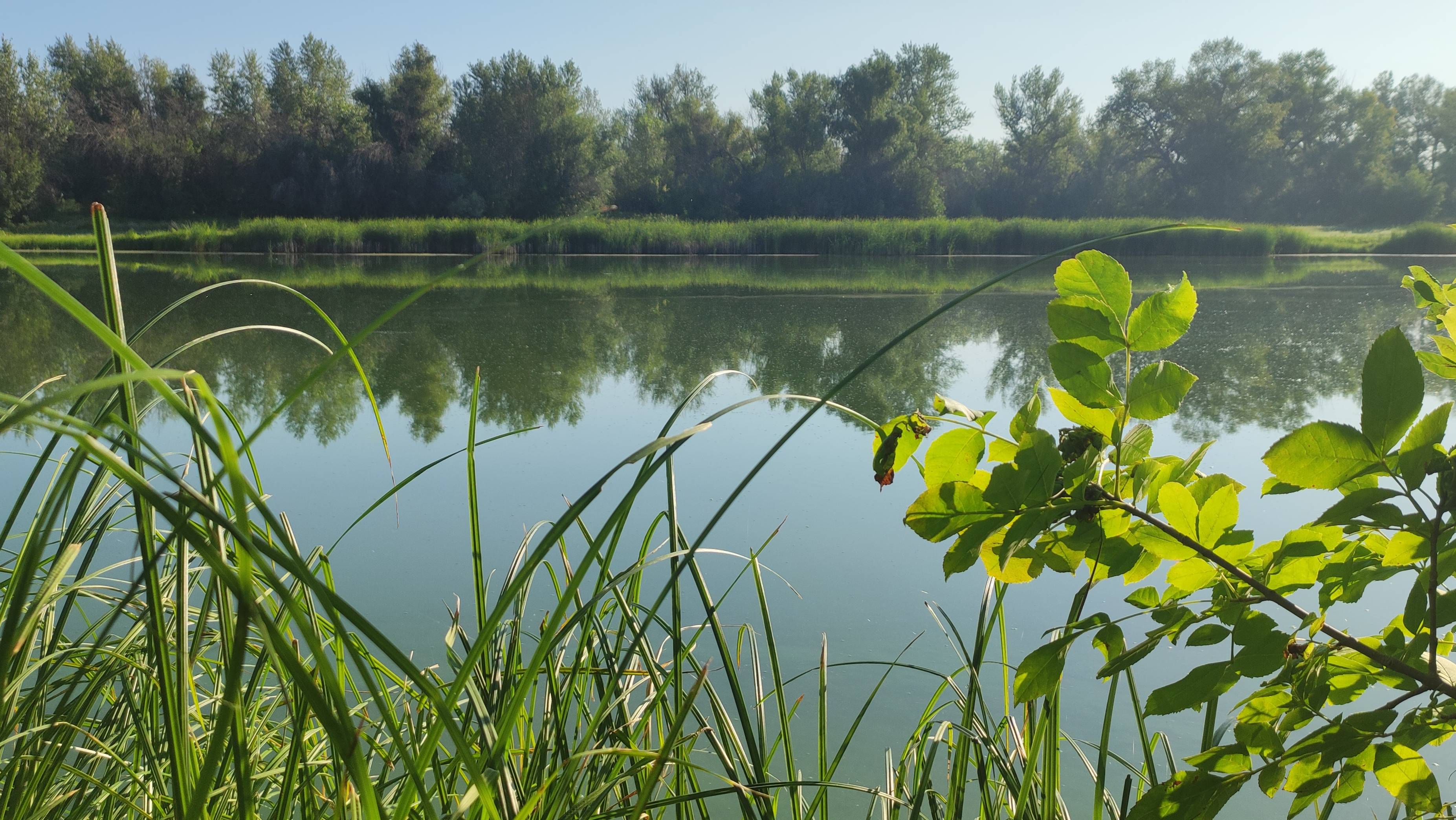 КОРОНАВИРУС.САЗАН.КАРАСЬ.ИСПЫТЫВАЕМ НАЖИВКУ.