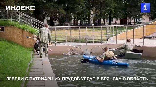 Лебеди с Патриарших прудов уедут в Брянскую область