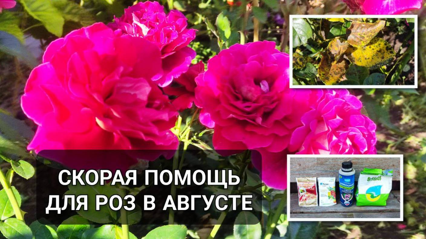 Розы в августе: лечение от болезней, защита от вредителей и подкормка 🌹