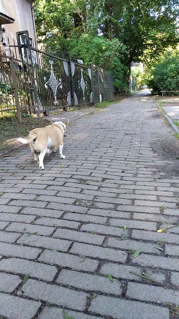 Самый сложный выбор: съесть сейчас или закопать на потом? 😊🐕
