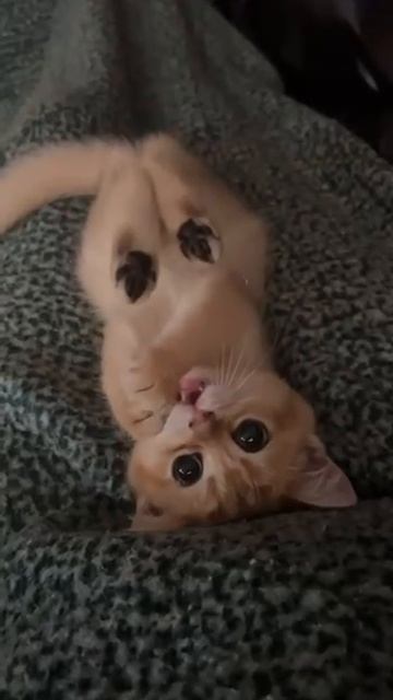 Котенок