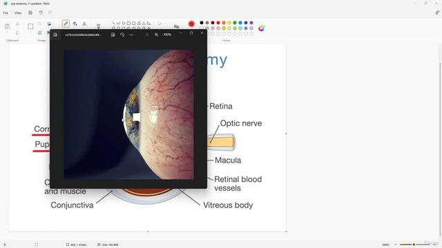 1-2 -Human Eye Anatomy