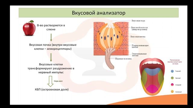 8.4 Обонятельная, вкусовая, осязательная сенсорные системы