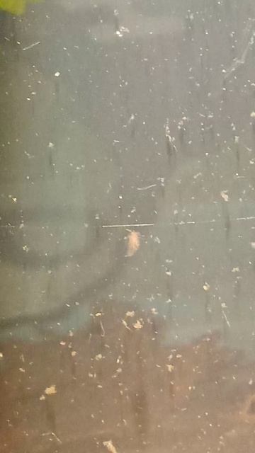 Одинокая дафния.