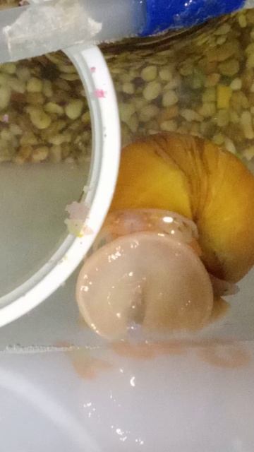 Улитка ампуллярия.