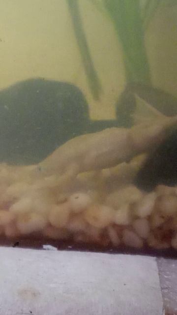 Лягушонок карликовой лягушки.