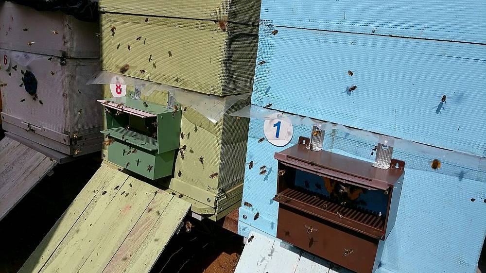 Пчелы 17 августа