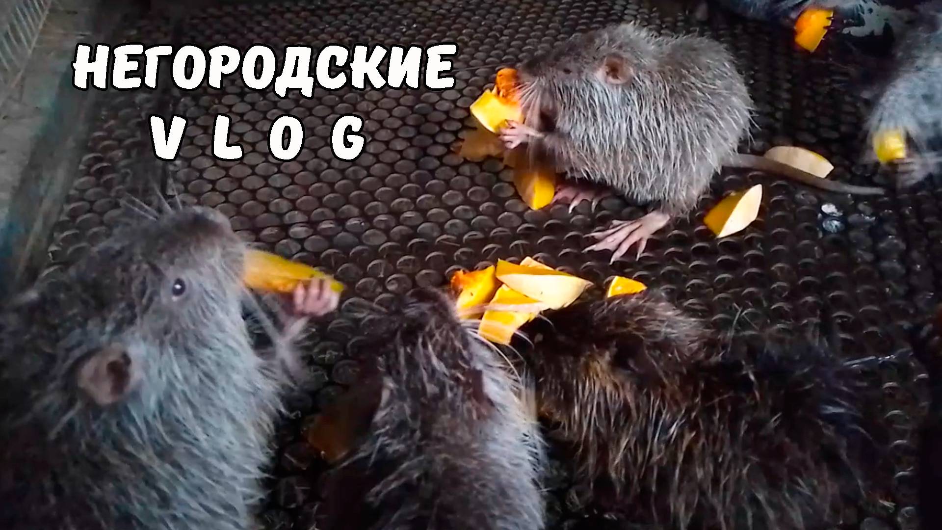 Сезон тыквы для НУТРИКОВ открыт! 16.08.25