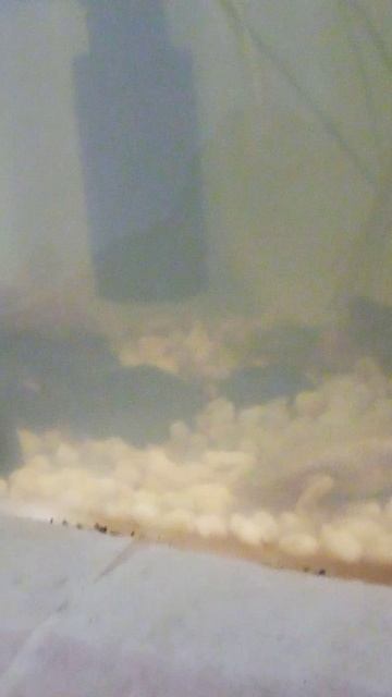 Африканская карликовая лягушка.