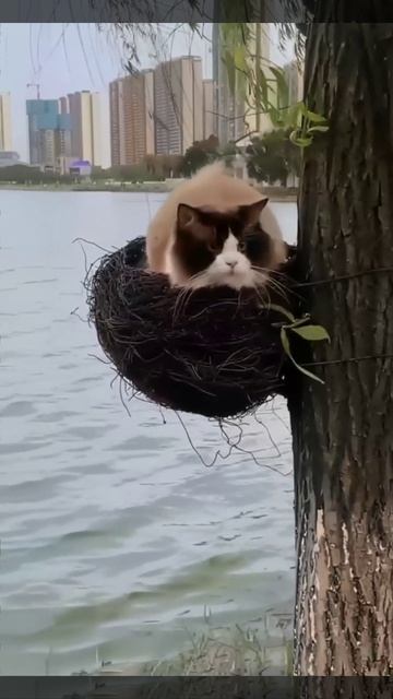 Котик в гнезде