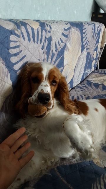 моя еще одна игрушка