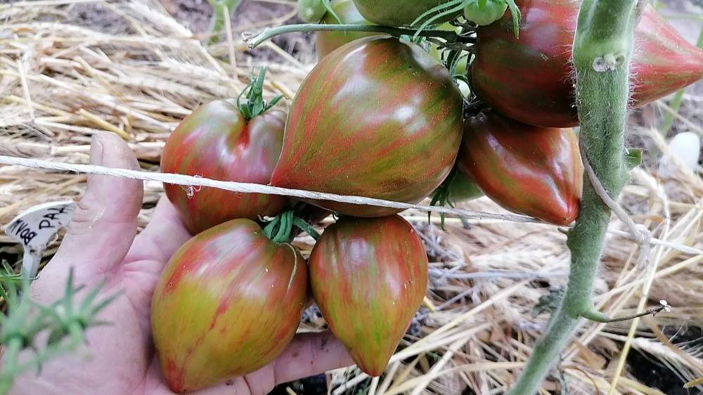 Томат Волшебная Радуга