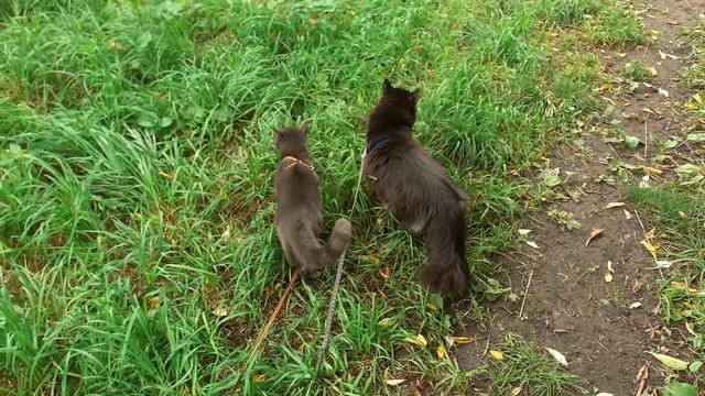 На улице коты.