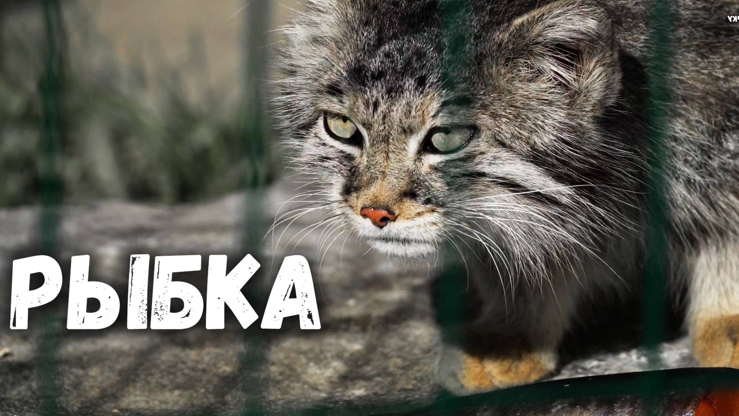 Манул Пепе лакомится красной рыбой. Барнаульский зоопарк