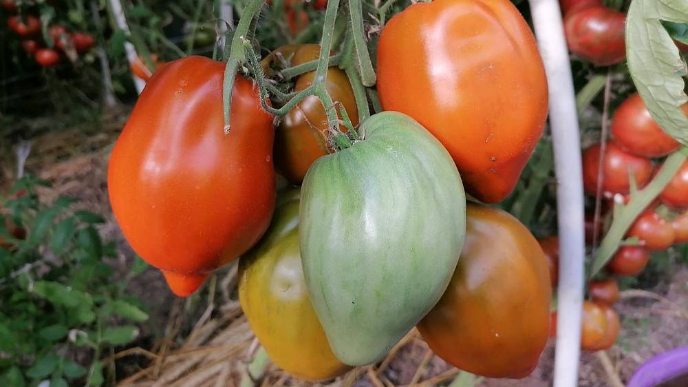 Томат Охровое сердце Мордовии