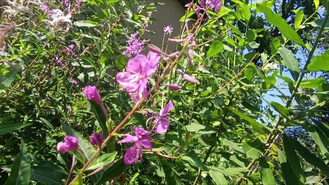 прогулка с пчелами по поляне ромашек , пчелы, шмели, ЦВЕТЫ- симметрии красоты- жизнь ПЧЕЛЫ -дорога ц