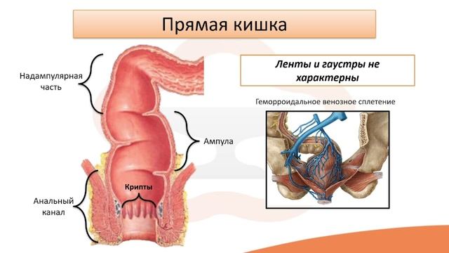 Видео-лекция №19.2 Толстая кишка