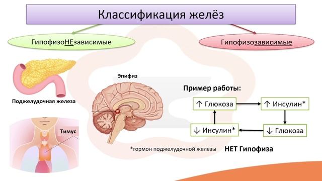 Видео-лекция №9 Общие сведения об эндокринной системе