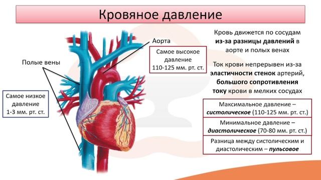 Видео-лекция №12.2  Пульс и кровяное давление