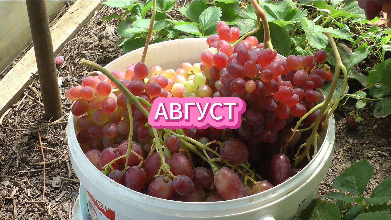 8. Календарь дачника. АВГУСТ (4К)