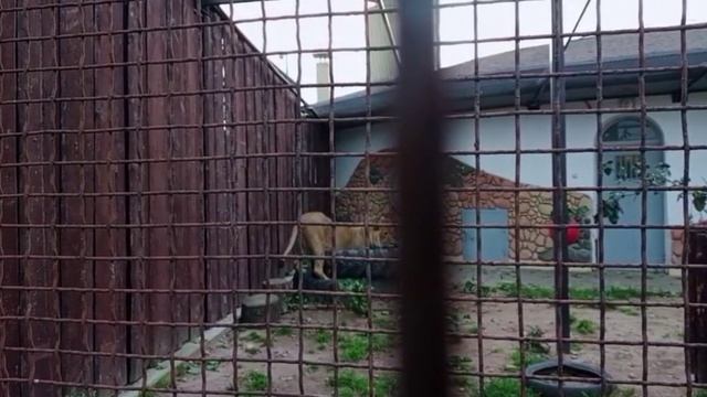 Шархан и Иван 18.08.2025 Видео от Иванов