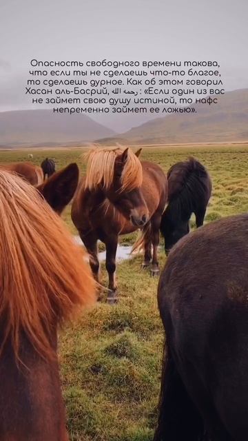 Опасность свободного времени. Шейх Шамиль аш-Шафи'ий