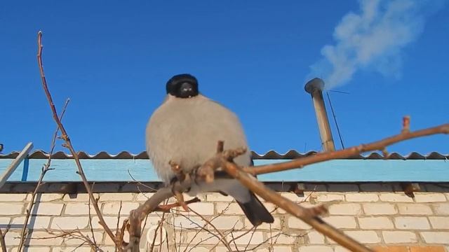 Добрые снегири не боятся человека.
