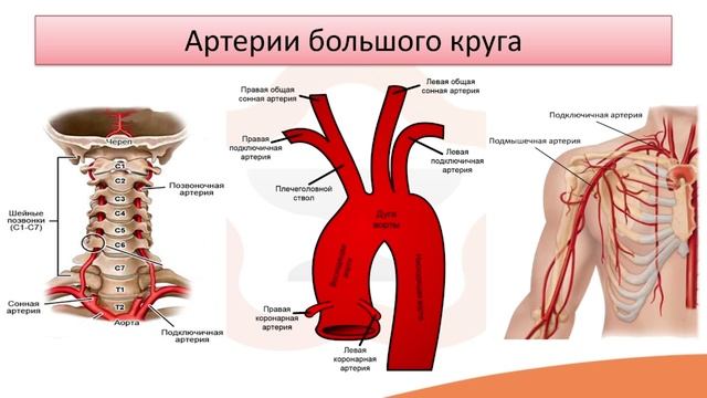 Видео-лекция №12.1 Сосуды. Круги кровообращения