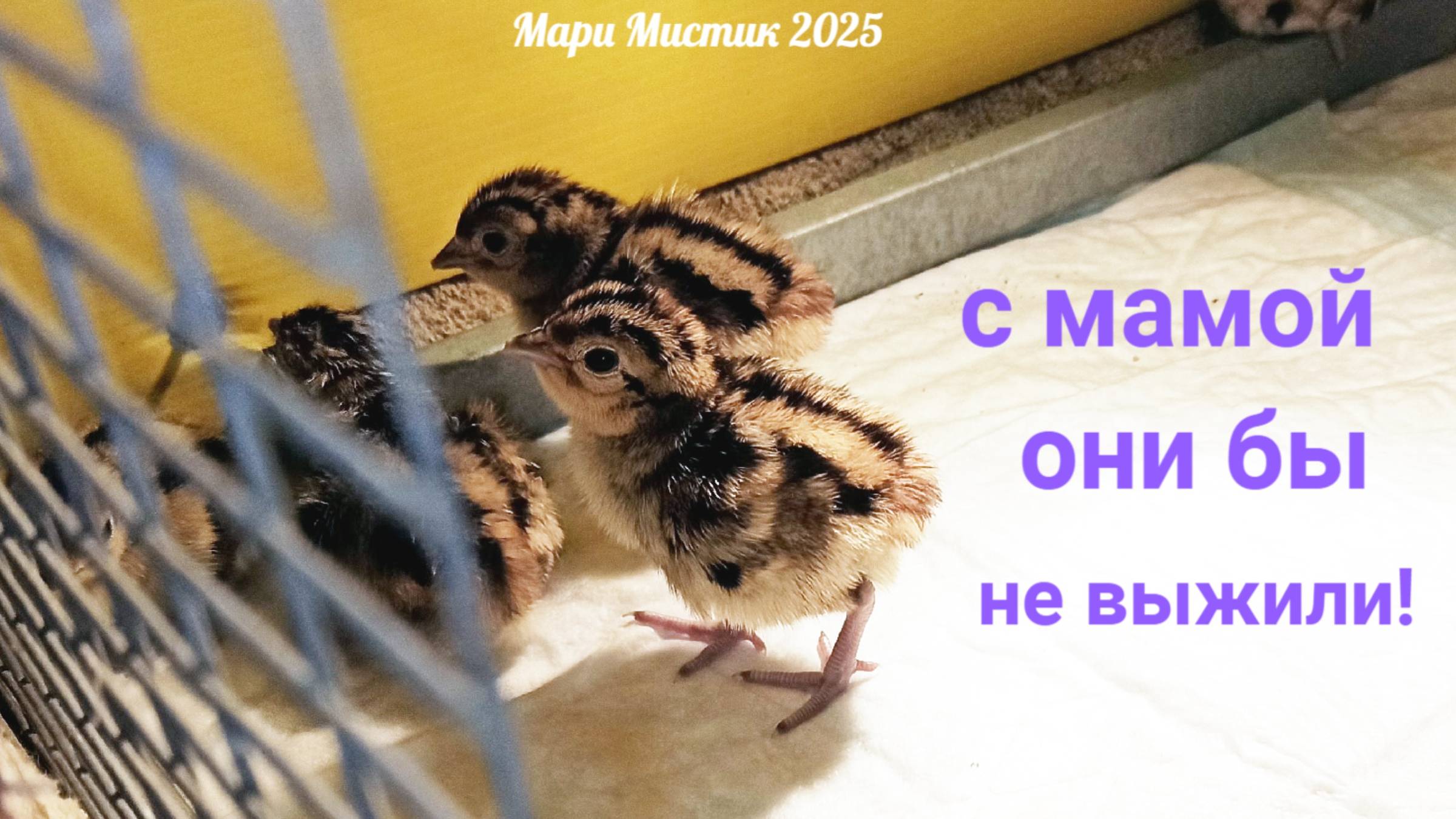 С мамой ОНИ бы НЕ выжили 19.08.25 #новорожденные_ПТЕНЦЫ_фазанов