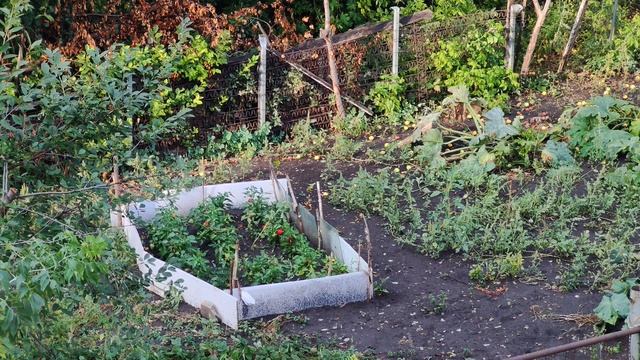 Помидоры в деревенском огороде