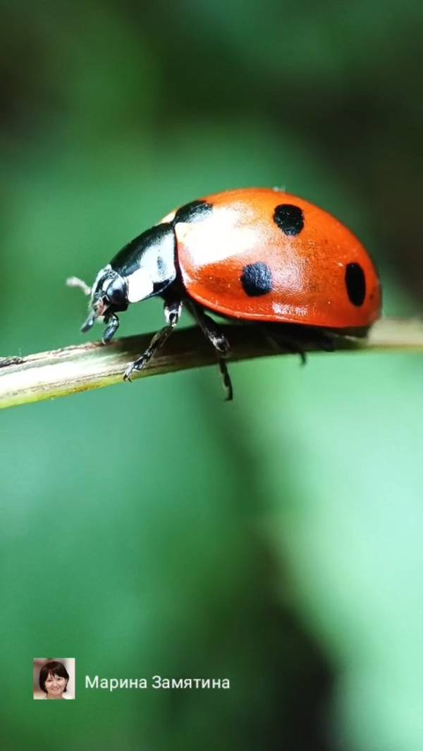 Природа.