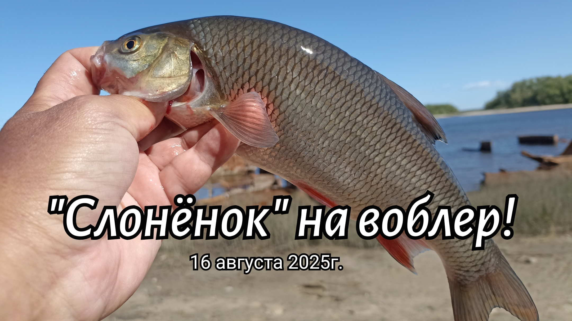 "Слонёнок" на воблер!