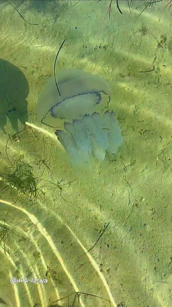 Черное море, медузы, подводная жизнь