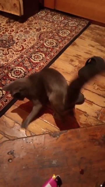 Кот Атос играет с мячиком #shorts #котатос #коты #котиграет #кошачьиигры