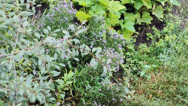 Цветы в деревенском огороде