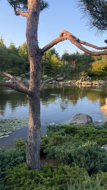 Кошка живёт в Японском саду парка Краснодар #парккраснодар #паркгалицкого