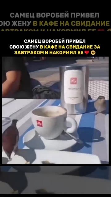 воробей привел в кафе свою жену #shorts