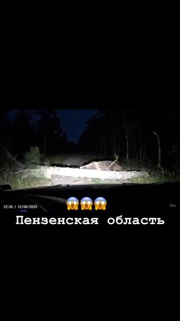 Медведь
