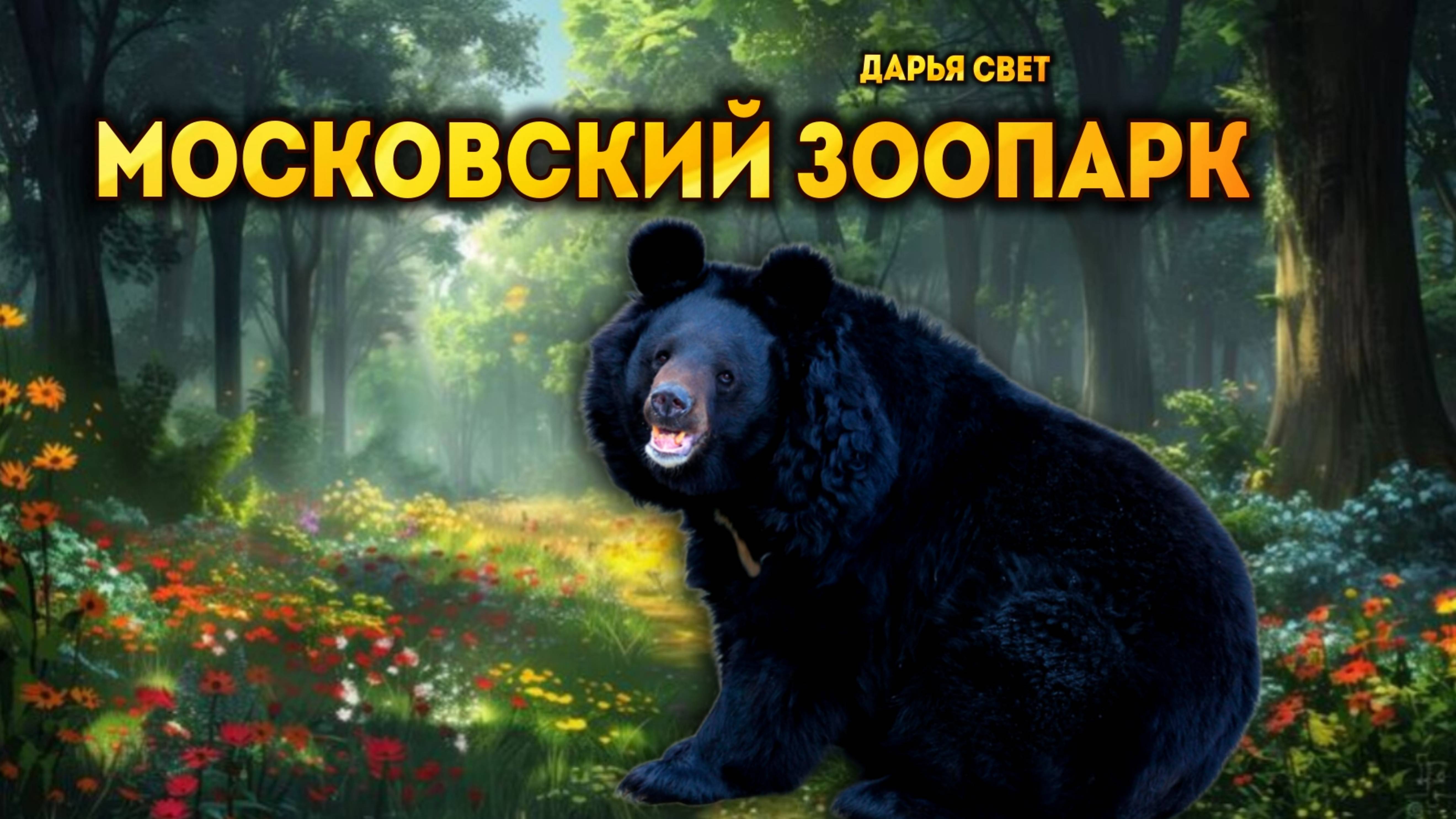 Гималайский медведь. Мишка с "птичкой". Московский зоопарк. Лето 2025