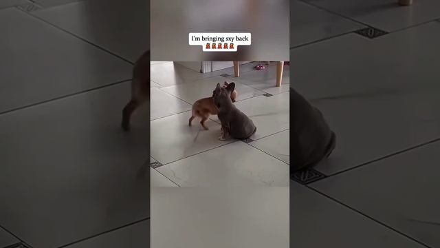 СБОРНИК СМЕШНЫХ ВИДЕО №3