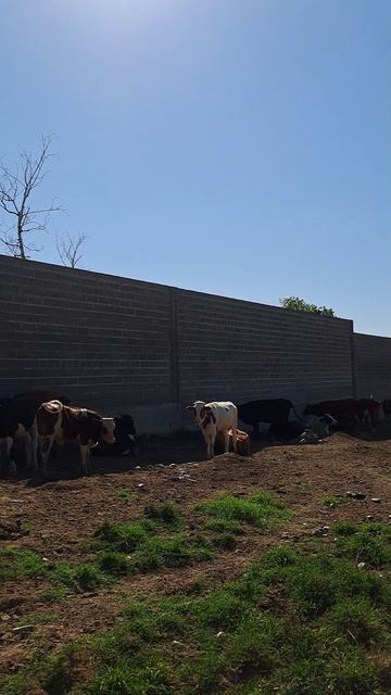 Где-то уже прохладно. А где-то коровы жмутся к стенке храма следуя за тенью...