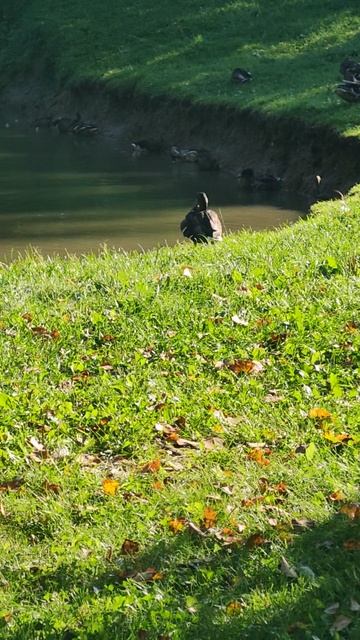 А белый лебедь на пруду / Отдых вместе с Карлсоном / Отель Звенигород / Отдых / Путешествие