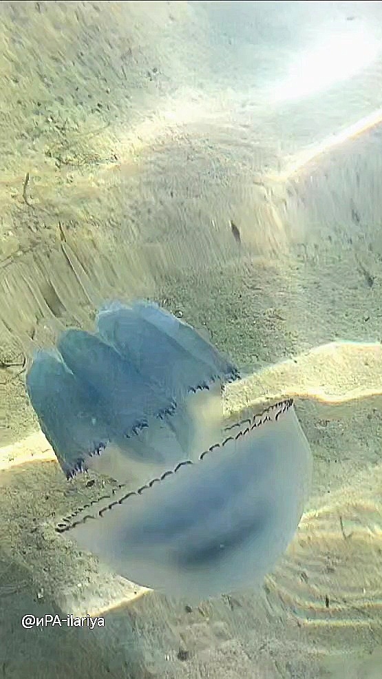 Наполненная солнцем подводная жизнь моря
