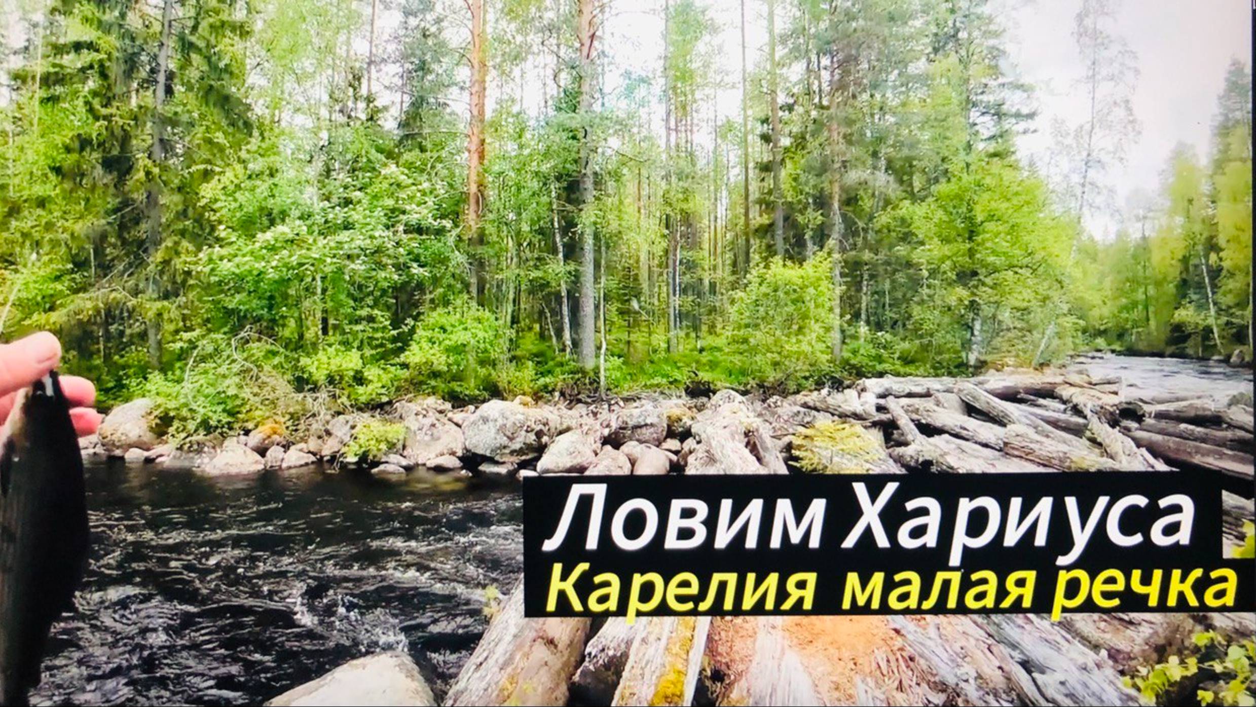 Карелия. Рыбалка на спиннинг Июль 2025 Речка . Раздача рыбы Хариус, Окунь , Щука , Язь , Плотва .