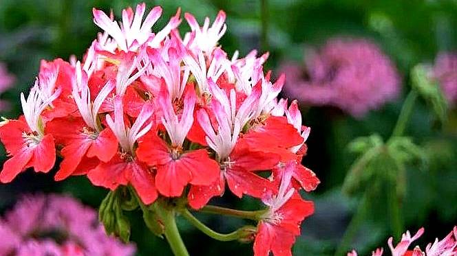 Красное и белое.  Red and White. Это про что ?
