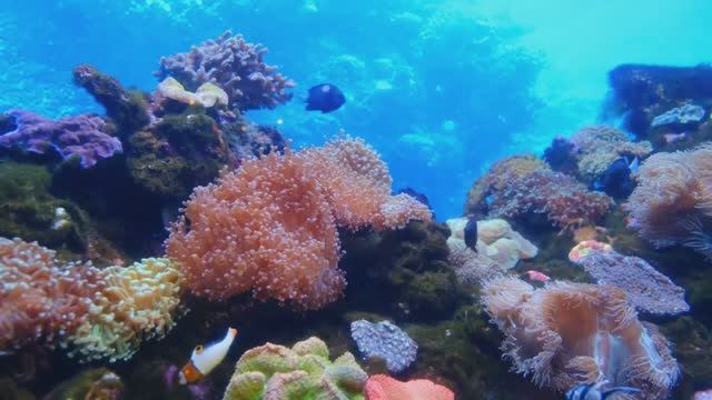 Underwater footage + Music