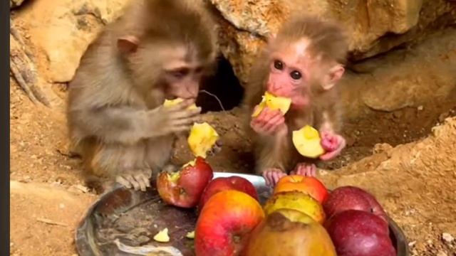 Обезьянки 2 сиротушки малюськи нашлись Часто кормят Едят яблоки чавкают СИМПОТЯШКИ