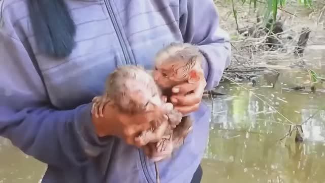 Обезьянки ДВЕ нашлись в болоте Отмыли Напоили МОЛОКОМ из соски Согрелись Спят ЗАБАВНЫЕ