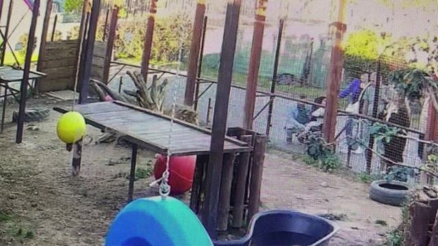 Шархан Что там за окном Игры в вольере 21.08.2025